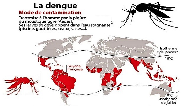 La moitié de la population mondiale exposée au risque de la dengue… 2,8 ...